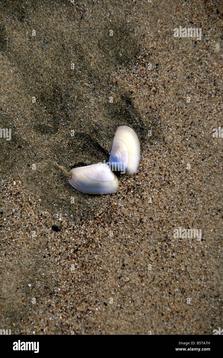 one open sea shell washed up on sandy beach shore Stock Photo - Alamy
