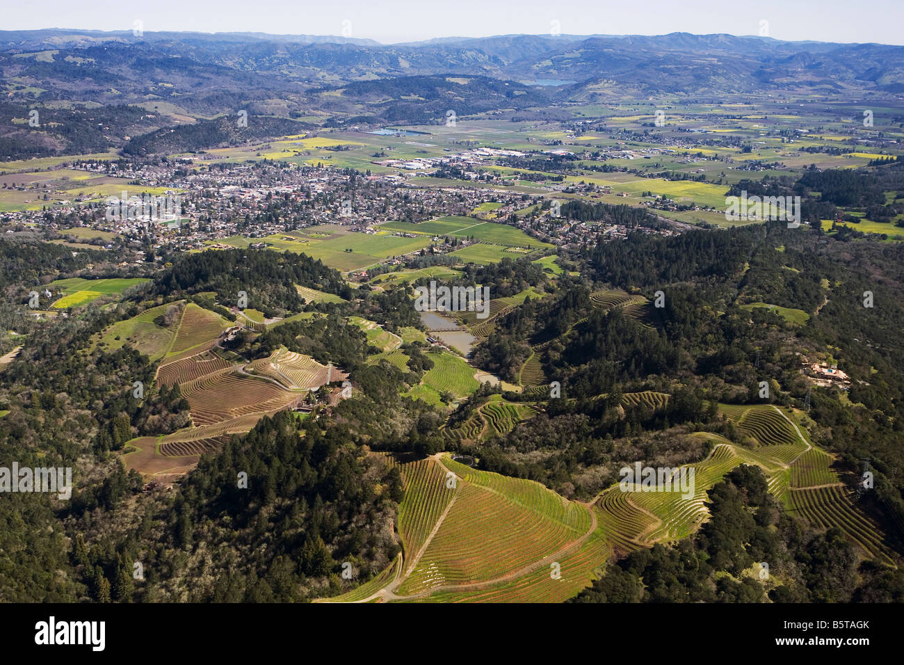 aerial view above hillside vineyards with Napa Valley in background ...