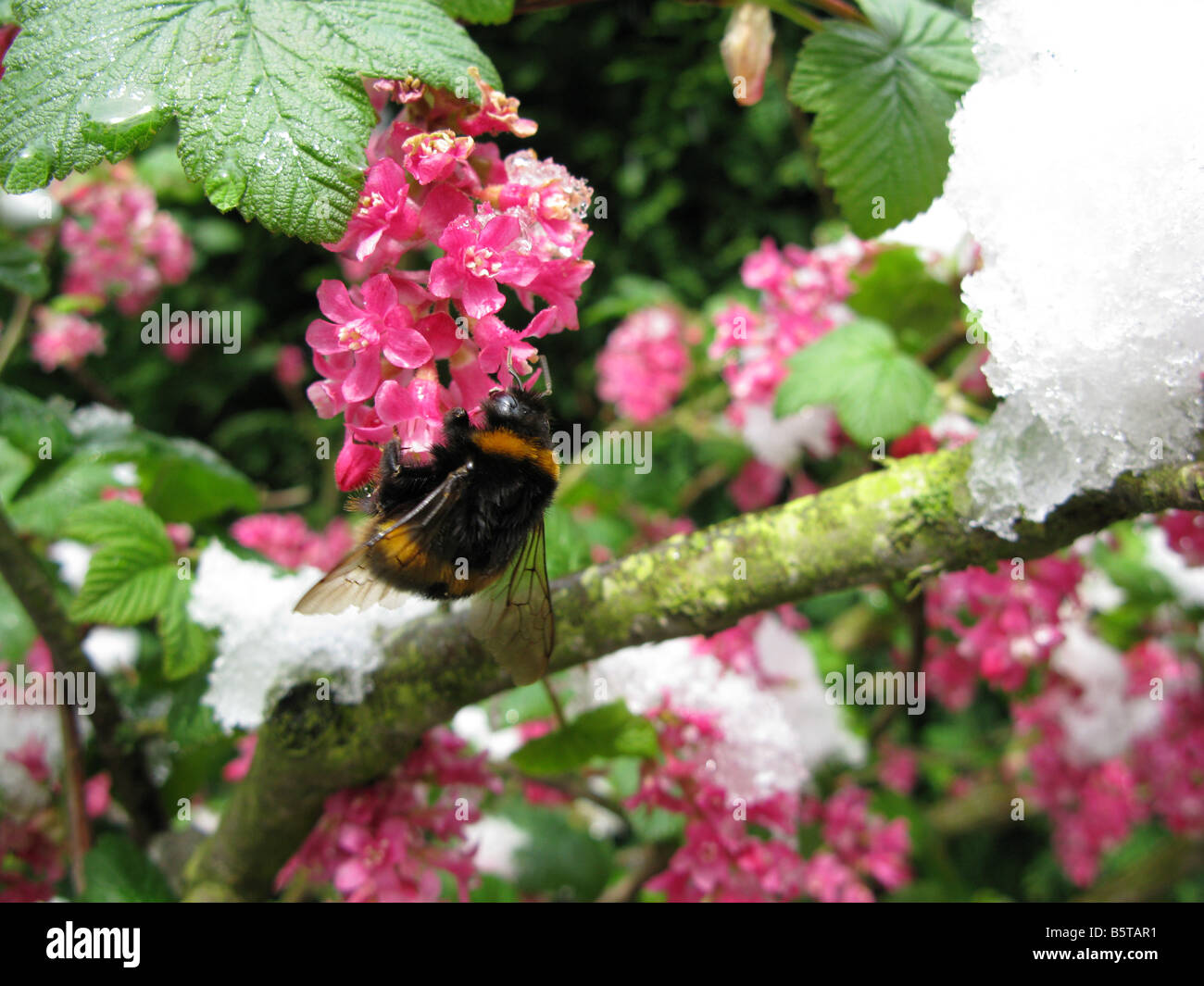 Unseasonal flowering hi-res stock photography and images - Alamy