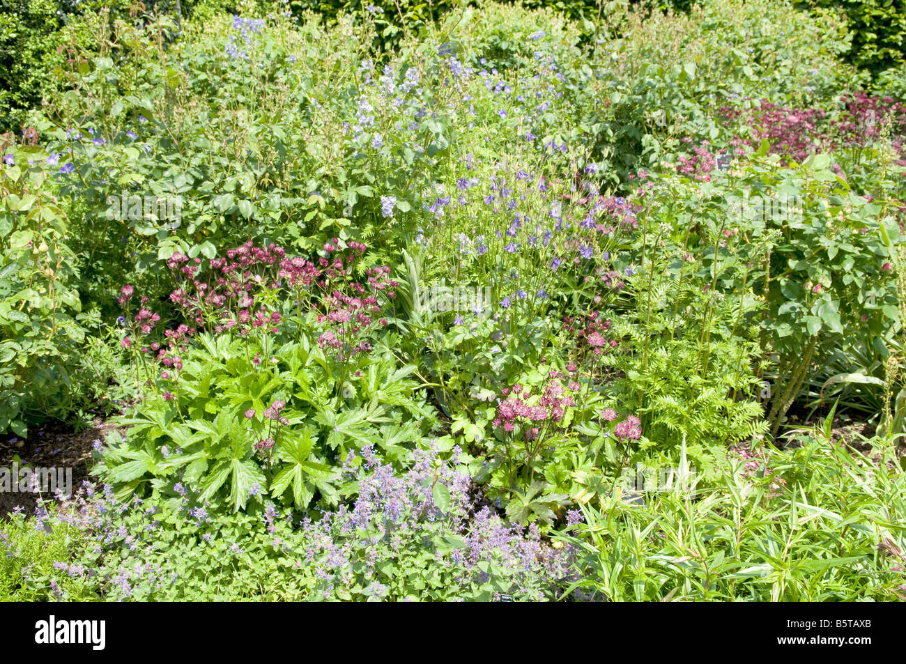 Spring plants hi-res stock photography and images - Alamy