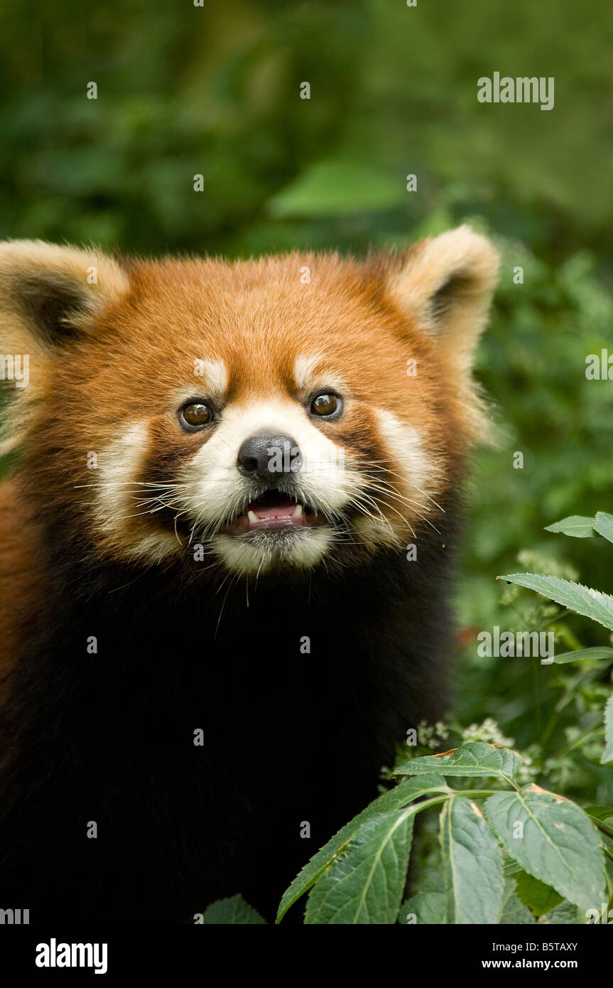 Red or lesser panda Ailurus fulgens styani Wolong Sichuan Province ...