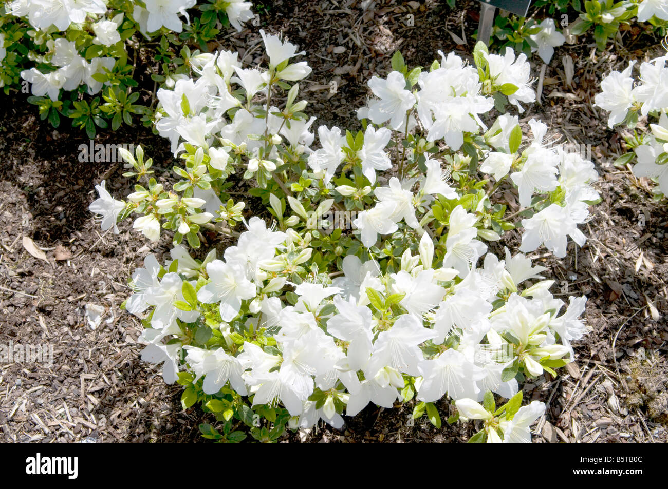 Azaleas `Girard's Pleasant White` Stock Photo - Alamy
