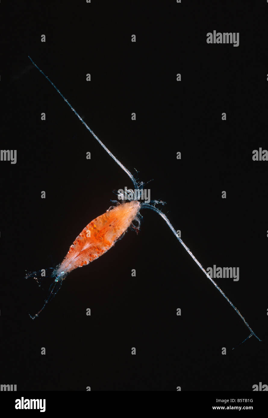 Megacalanus princeps a copepod from depth of 1000m in north east ...