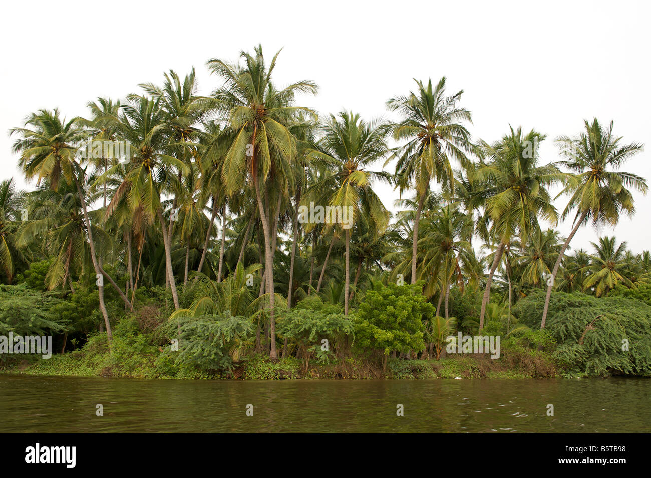 Cunambar river and palm trees near Pondicherry India Stock Photo - Alamy