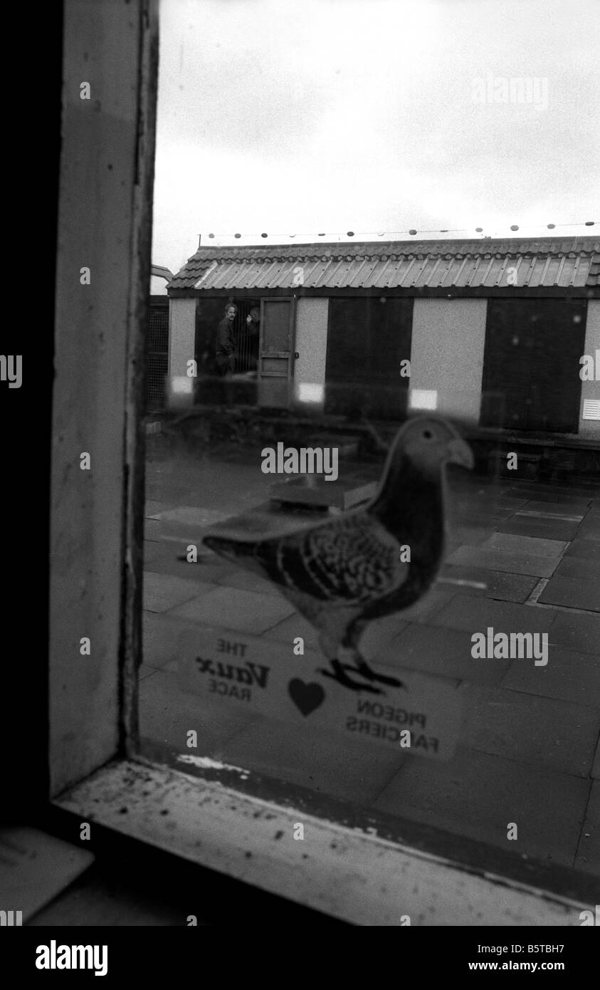 Pigeon racing loft Black and White Stock Photos & Images - Alamy