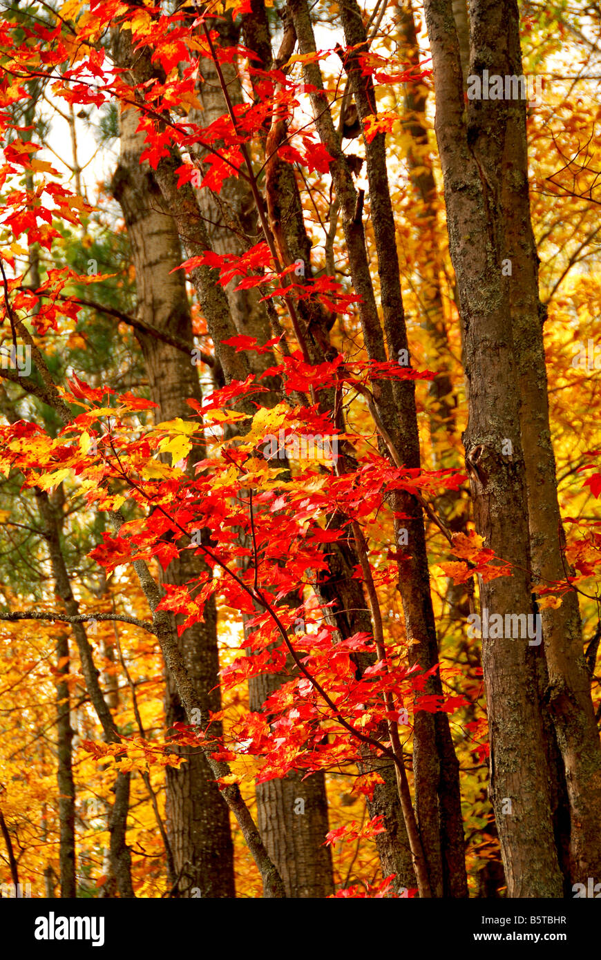 Colorful fall forest background with red maples leaves Stock Photo - Alamy