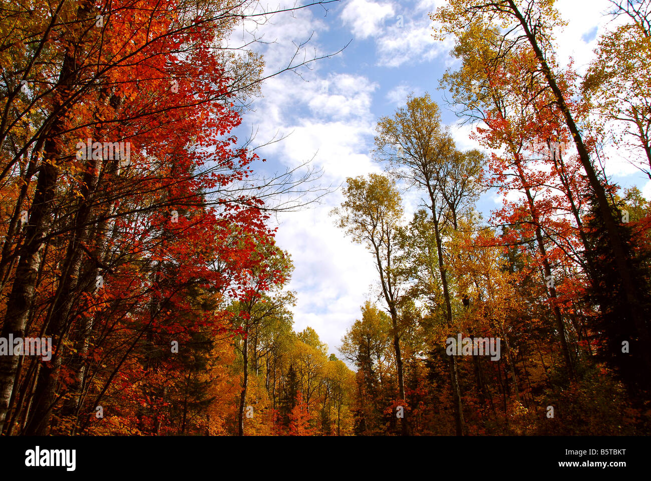 Colorful forest in the fall Stock Photo - Alamy