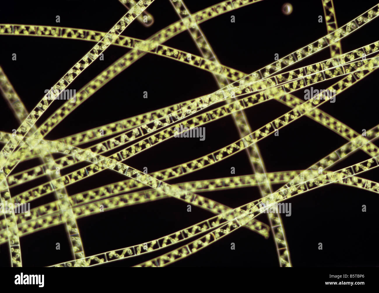 Spirogyra Vegetative