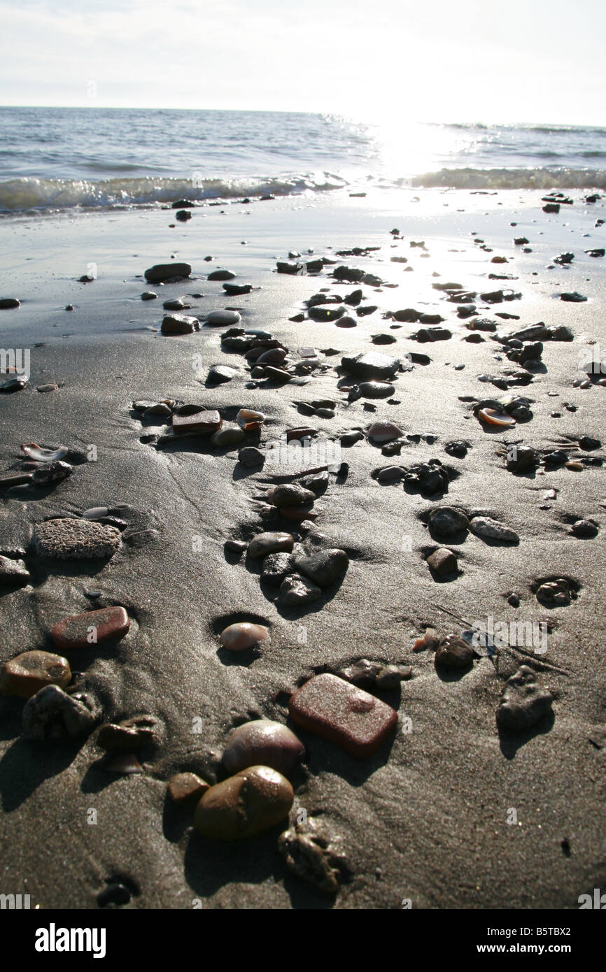 sea shells and pebbles washed up on sandy beach shore Stock Photo - Alamy