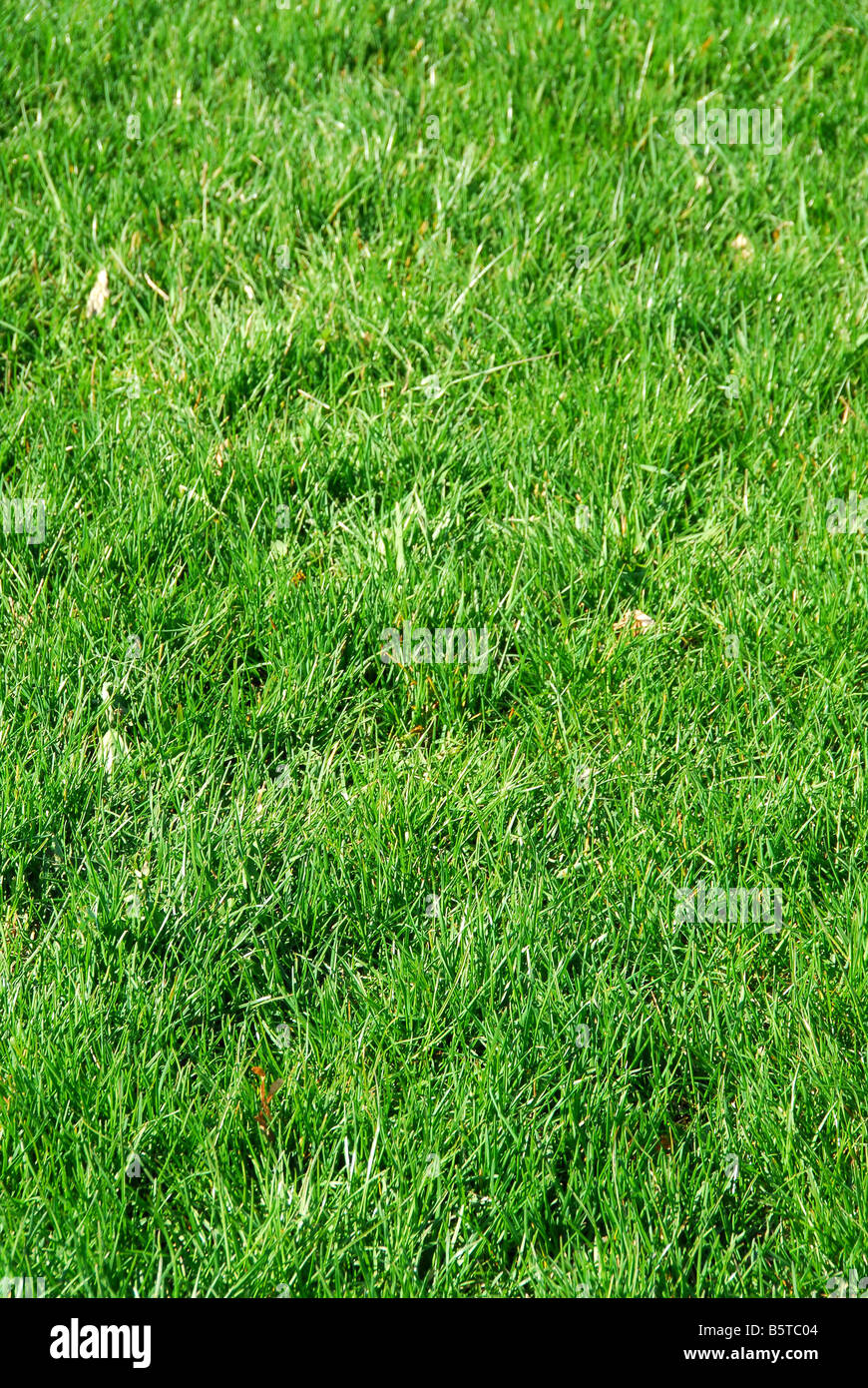 Fresh grass background hi-res stock photography and images - Alamy
