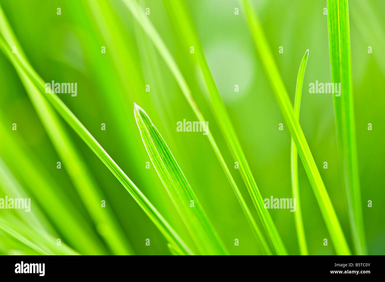 Natural background of green grass blades close up Stock Photo - Alamy
