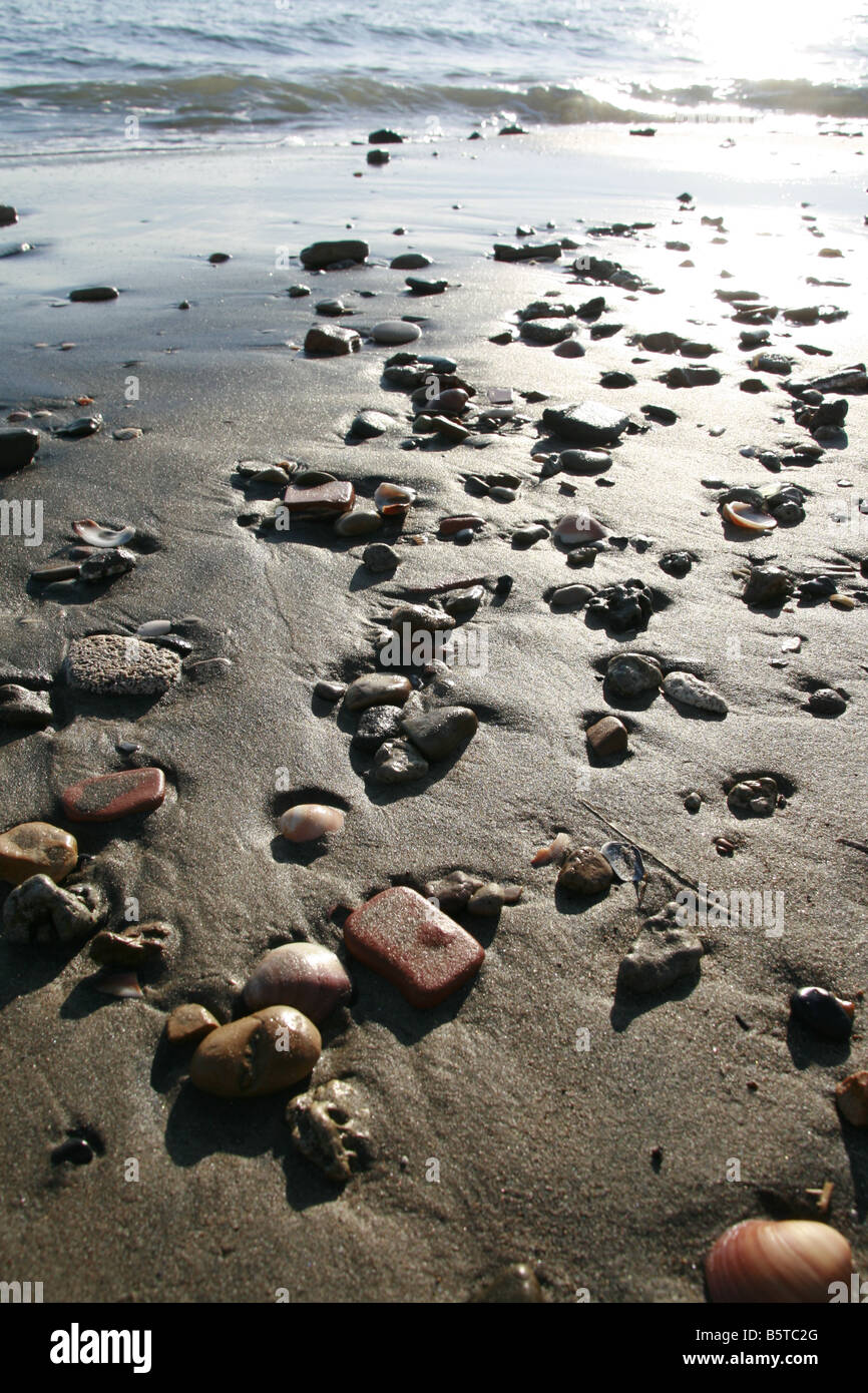 sea shells and pebbles washed up on sandy beach shore Stock Photo - Alamy