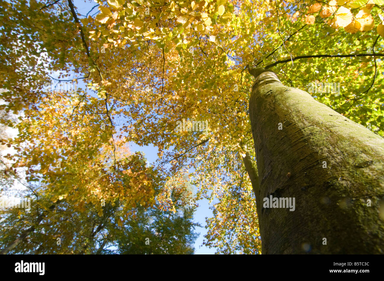 Looking upwards into autumnal beech tree Fagus sylvatica leafy canopy ...