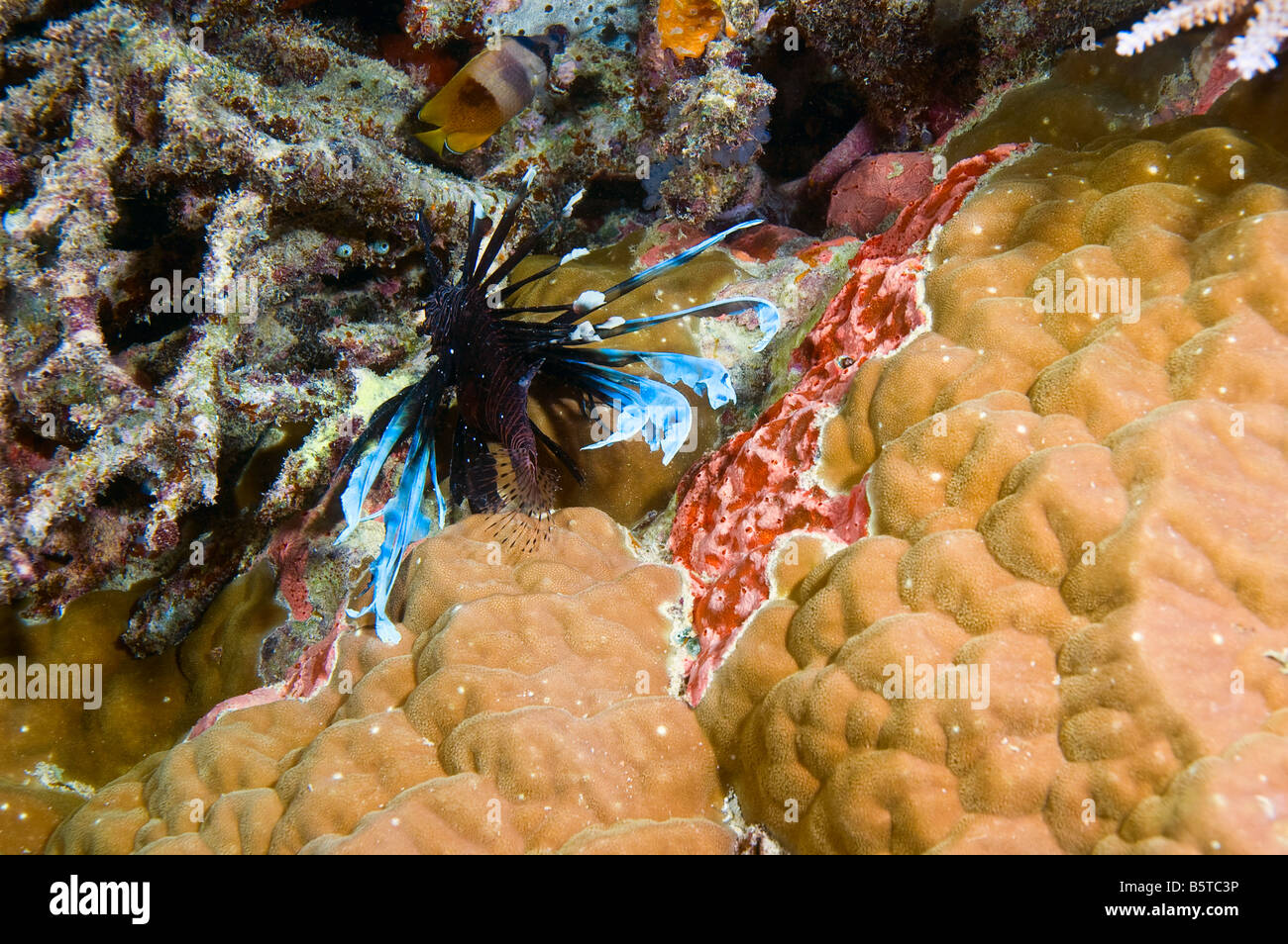 common lionfish above coral of great barrier reef australia Stock Photo ...