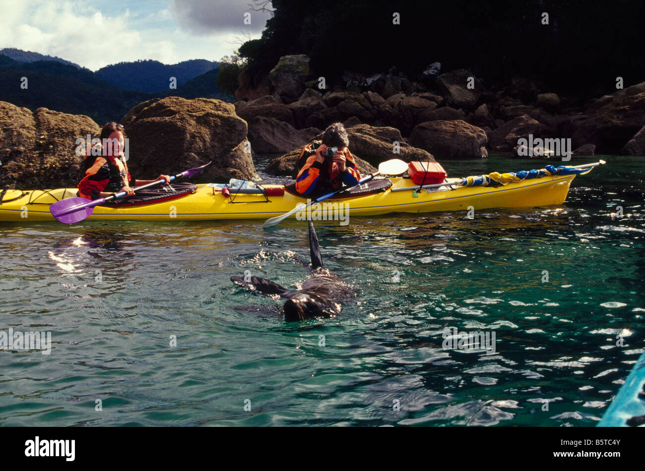 Kayaking with adolescent fur seals, Pinnacle Island, Abel Tasman ...