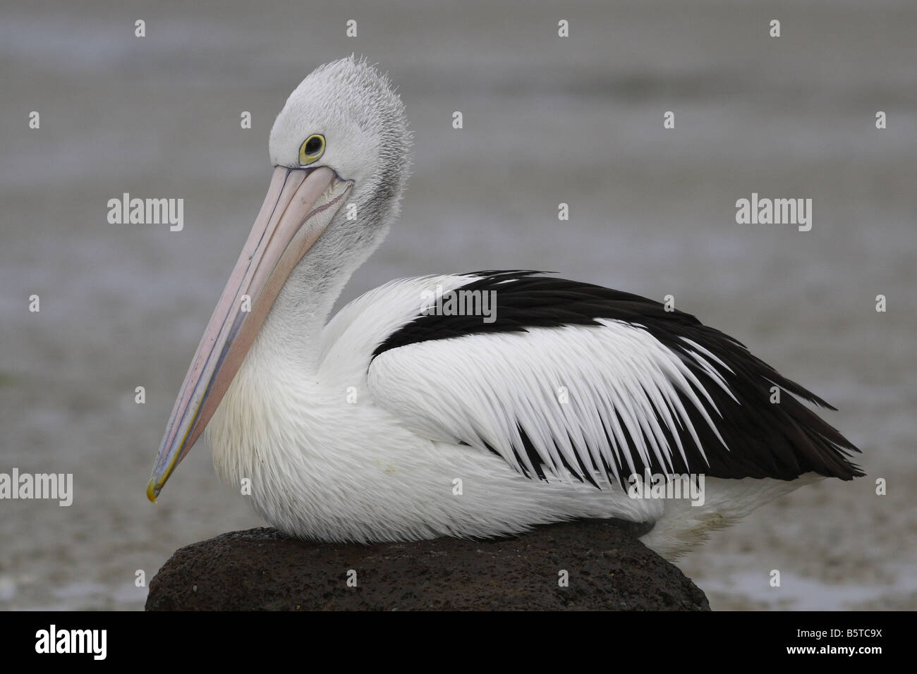 a pelican resting Stock Photo - Alamy