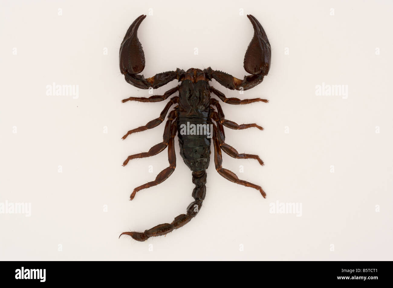 Tropical bug large scorpion insects Stock Photo - Alamy