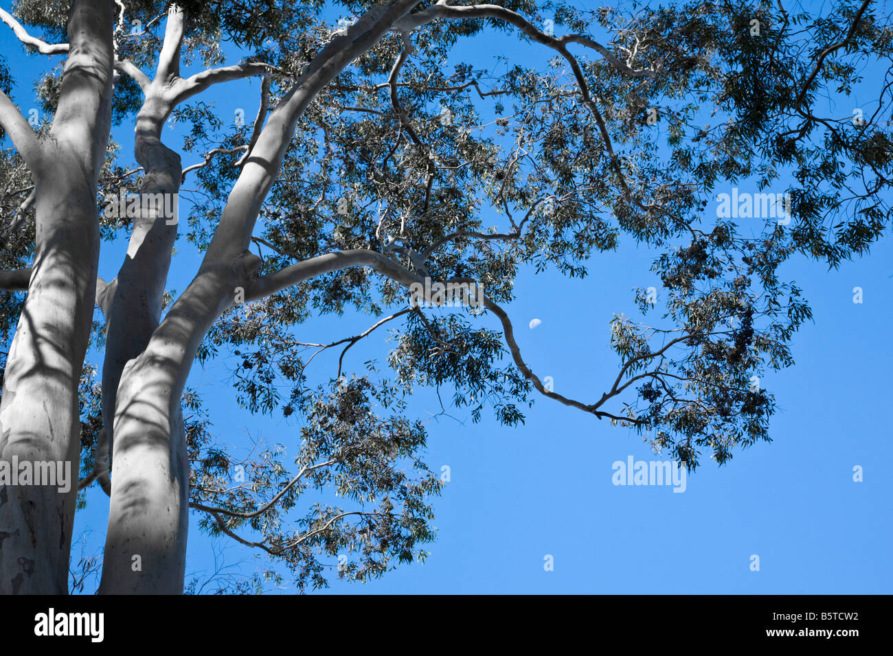 Perth kings park perths hi-res stock photography and images - Alamy