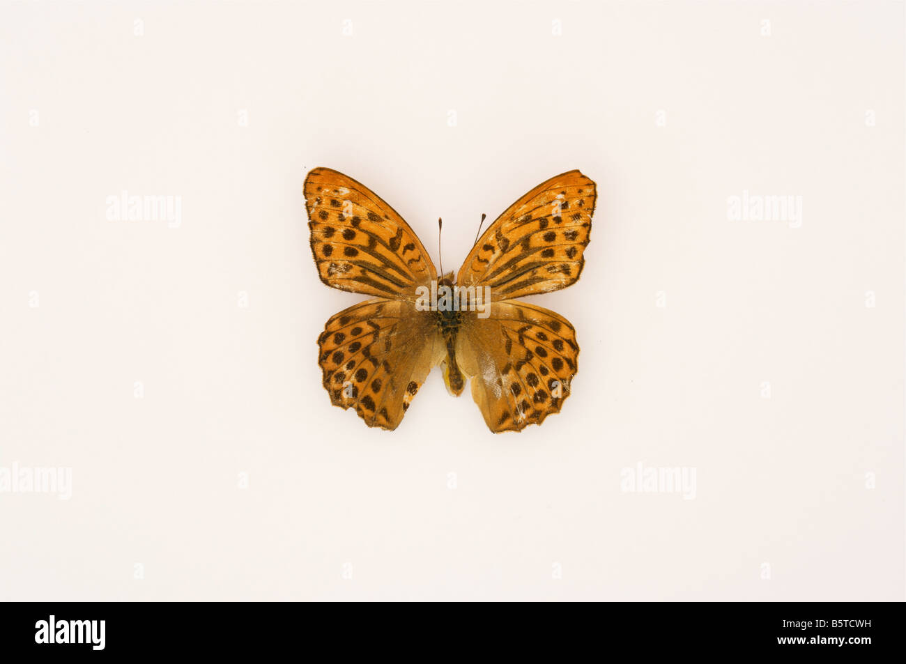 Tropical butterfly insects hi-res stock photography and images - Alamy