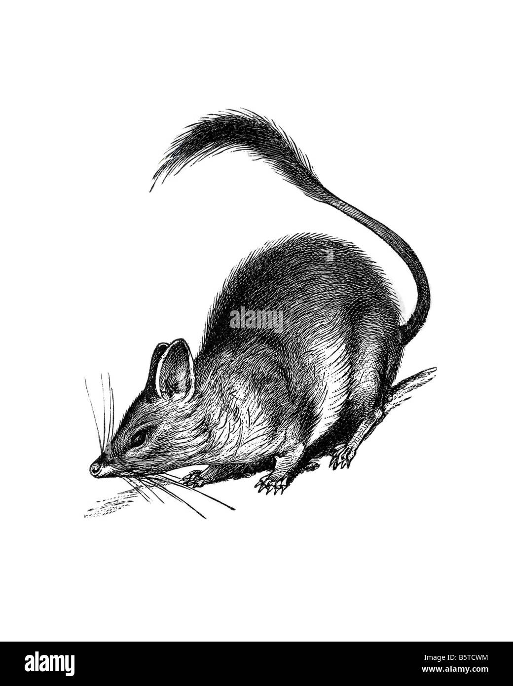 Kultarr (Antechinomys laniger Stock Photo - Alamy