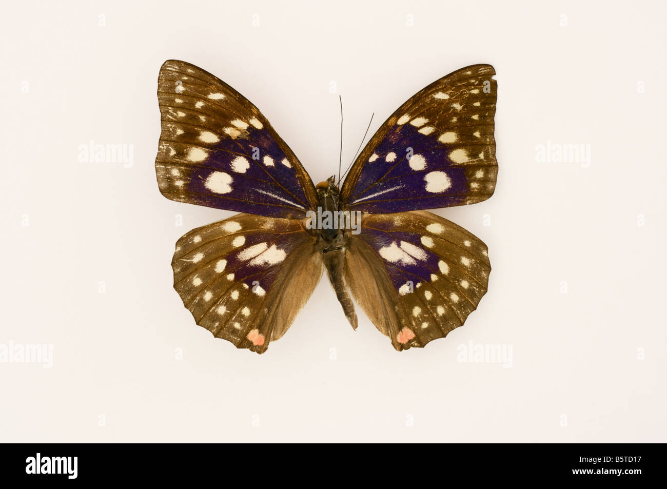 Tropical insects hi-res stock photography and images - Alamy