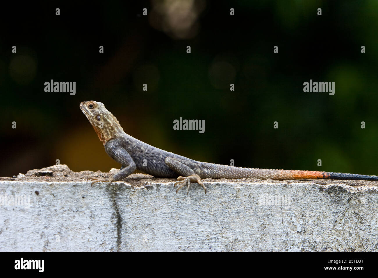 A West African Lizard posing Stock Photo - Alamy
