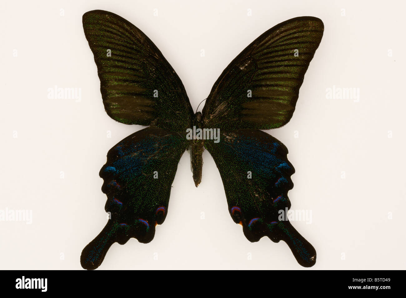 Tropical insects hi-res stock photography and images - Alamy
