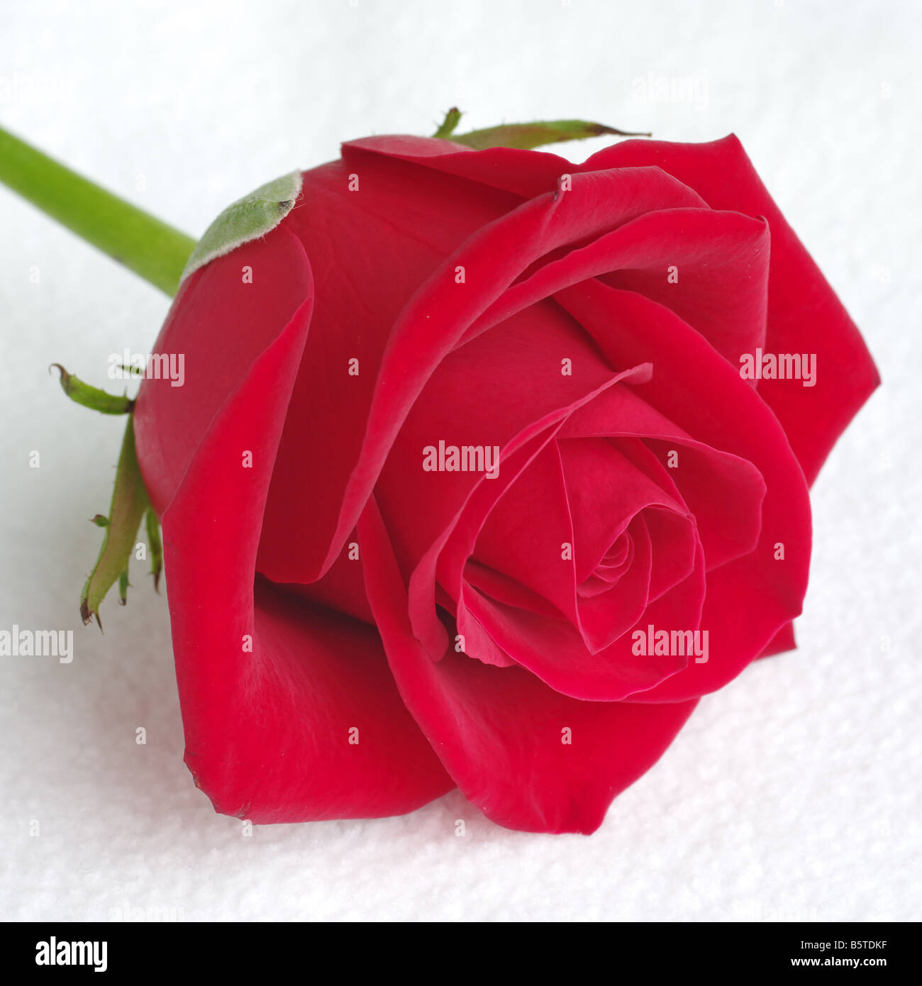 Red rose stem Stock Photo - Alamy