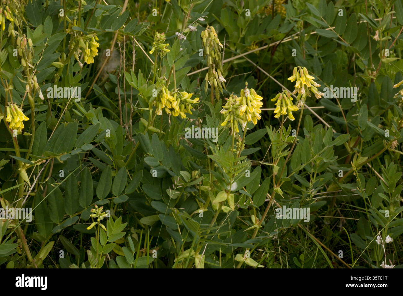 Yellow alpine milk vetch Astragalus frigidus Norway Stock Photo - Alamy