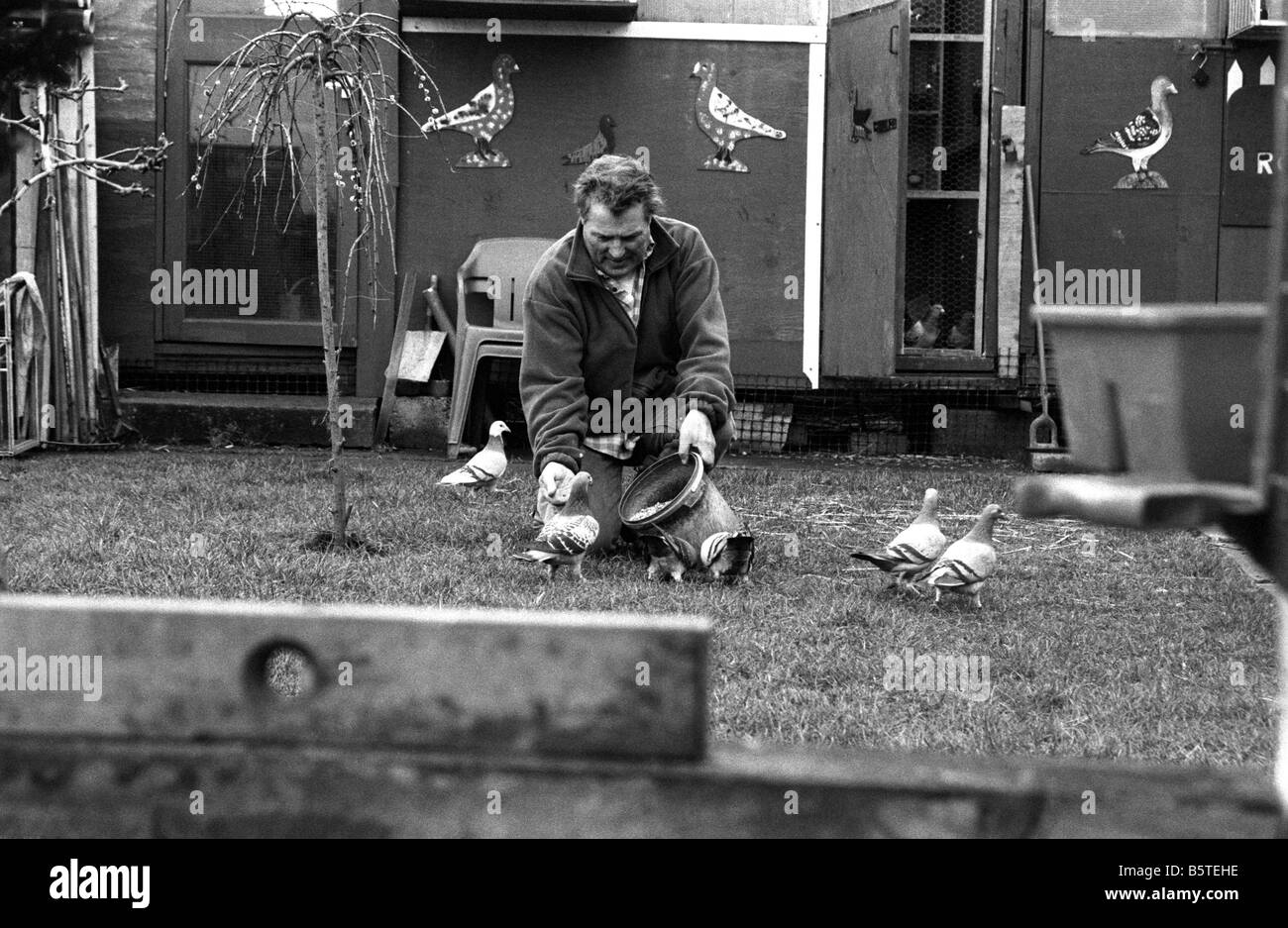 Pigeon racing in the UK. Working class sport Stock Photo - Alamy