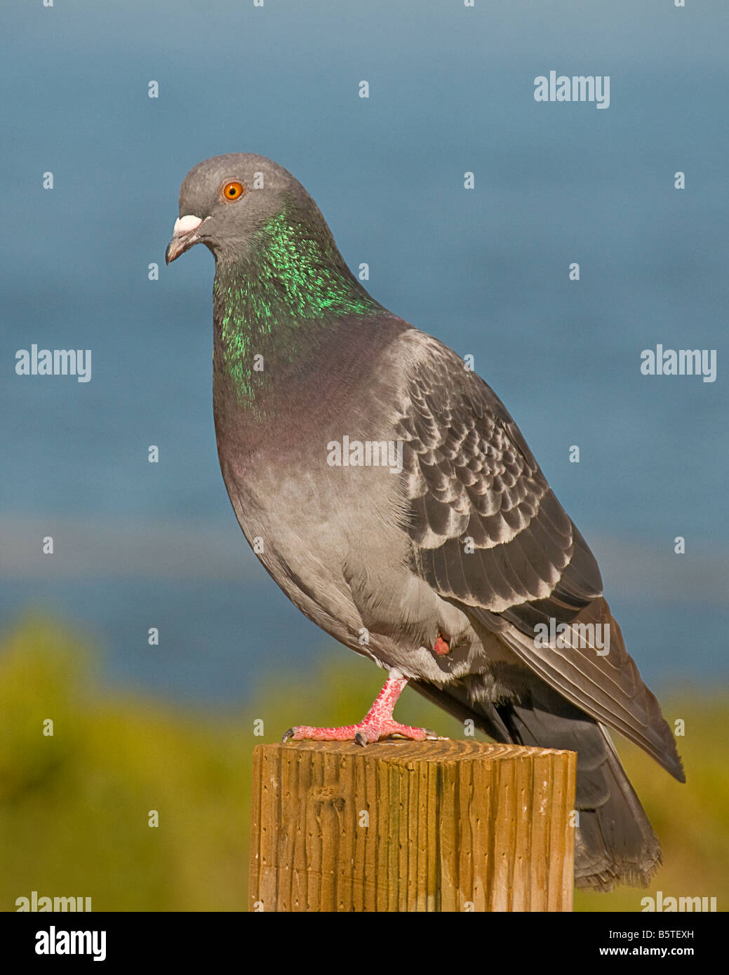 Pigeons and animals outdoors poultry hi-res stock photography and ...