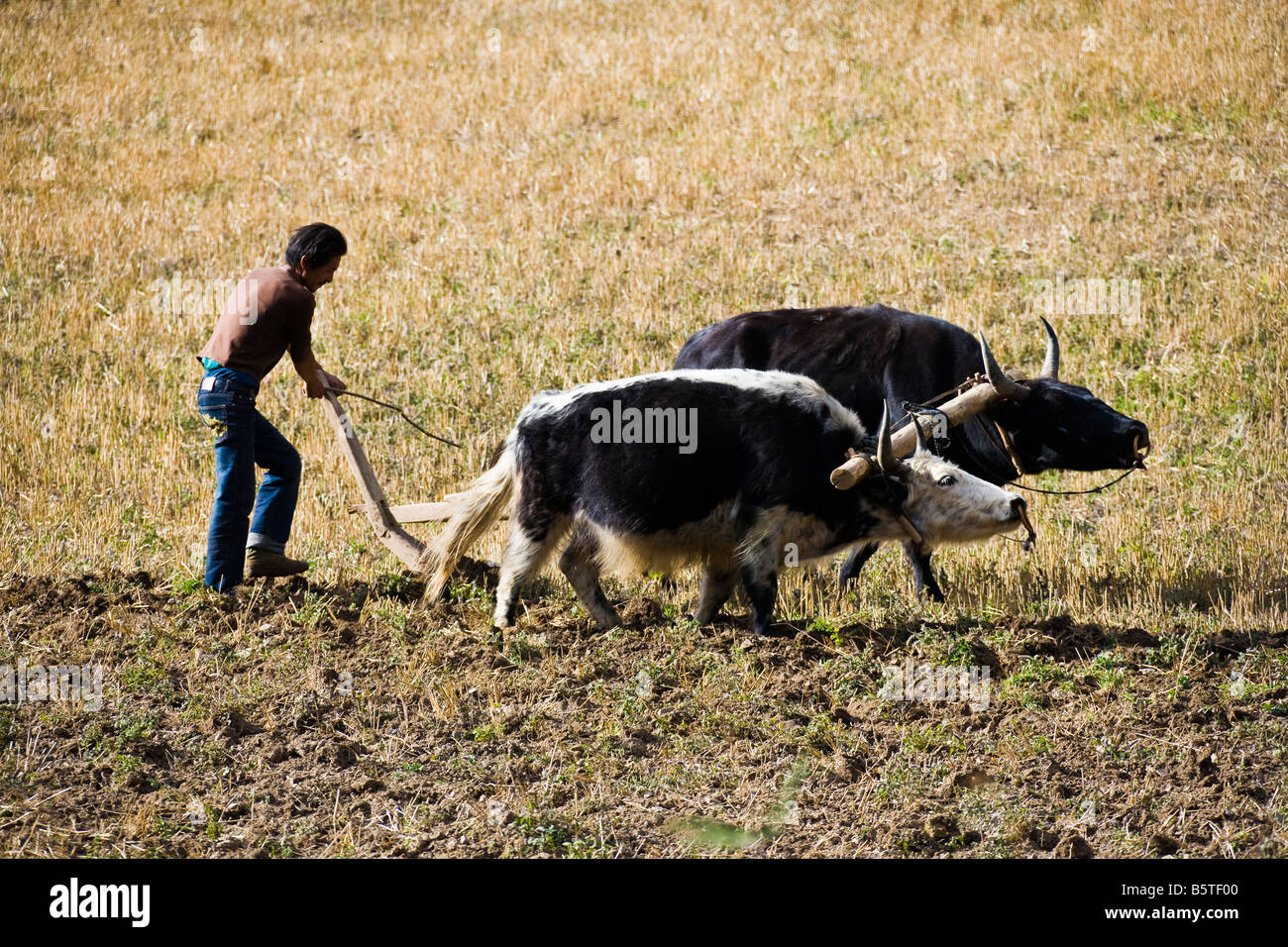 Farmer with oxen to the field hi-res stock photography and images - Alamy