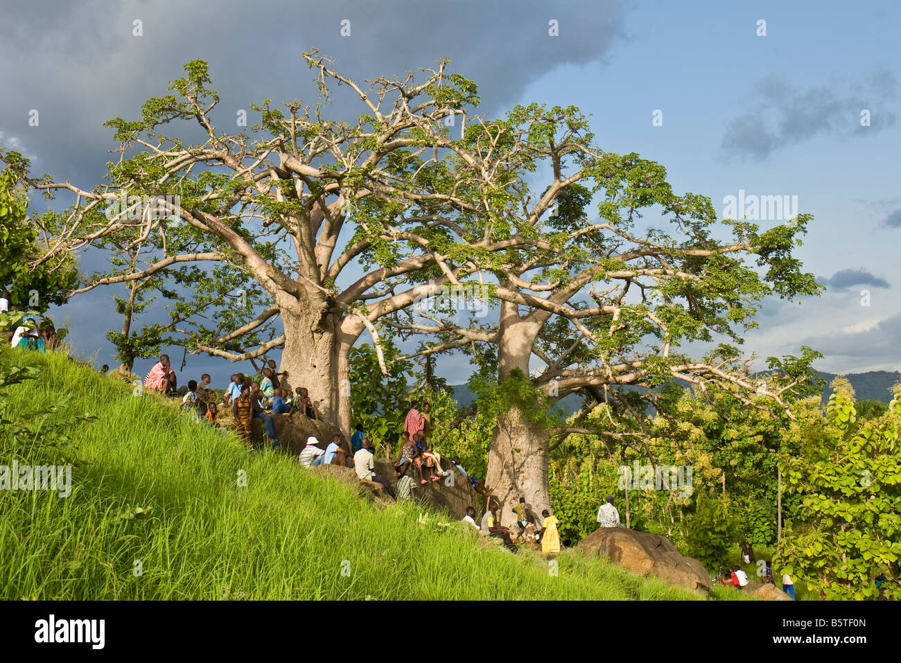 Togolese sit under a Baobab tree while watching wrestling matches ...