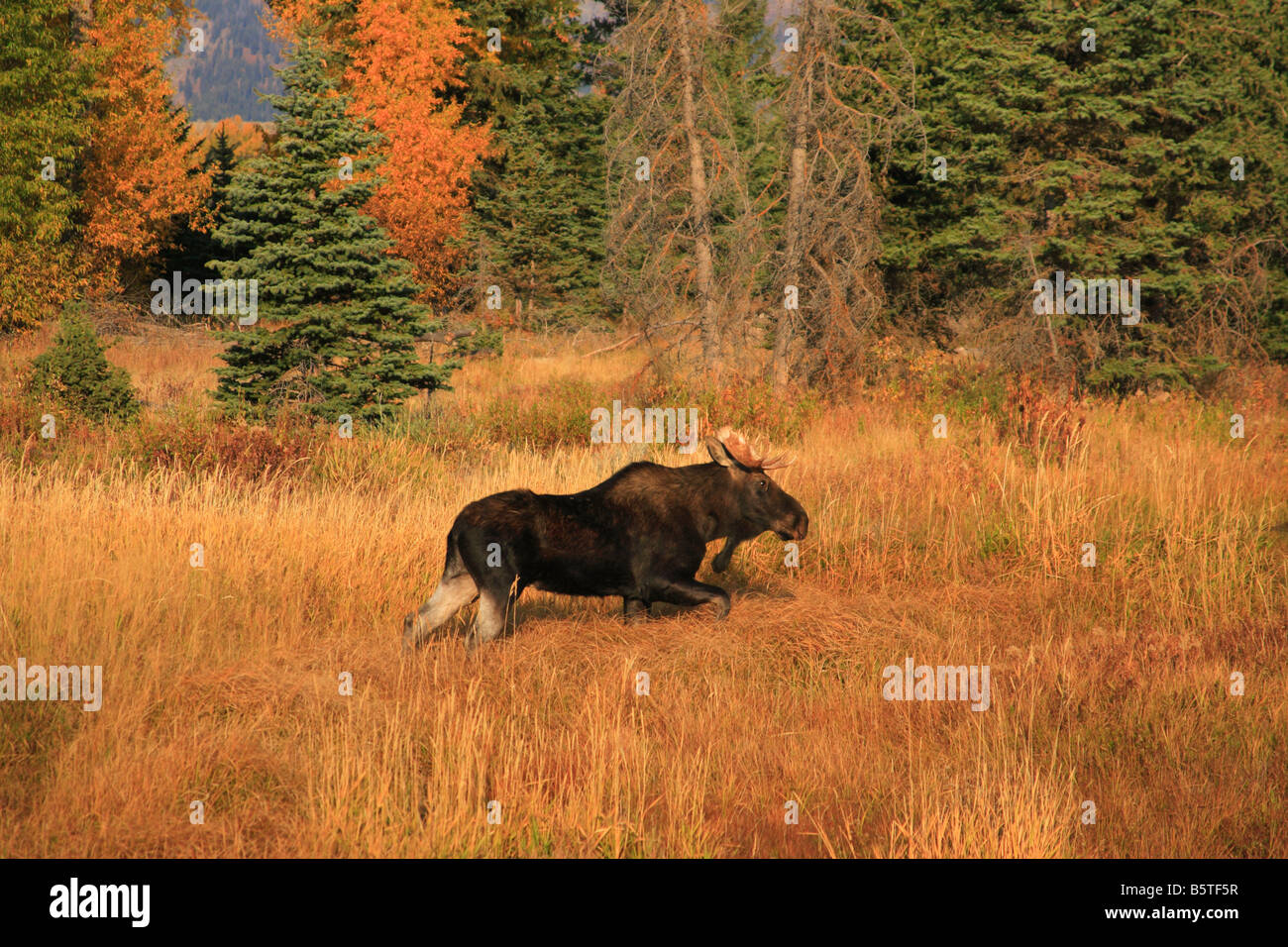 Fall bull moose hi-res stock photography and images - Alamy
