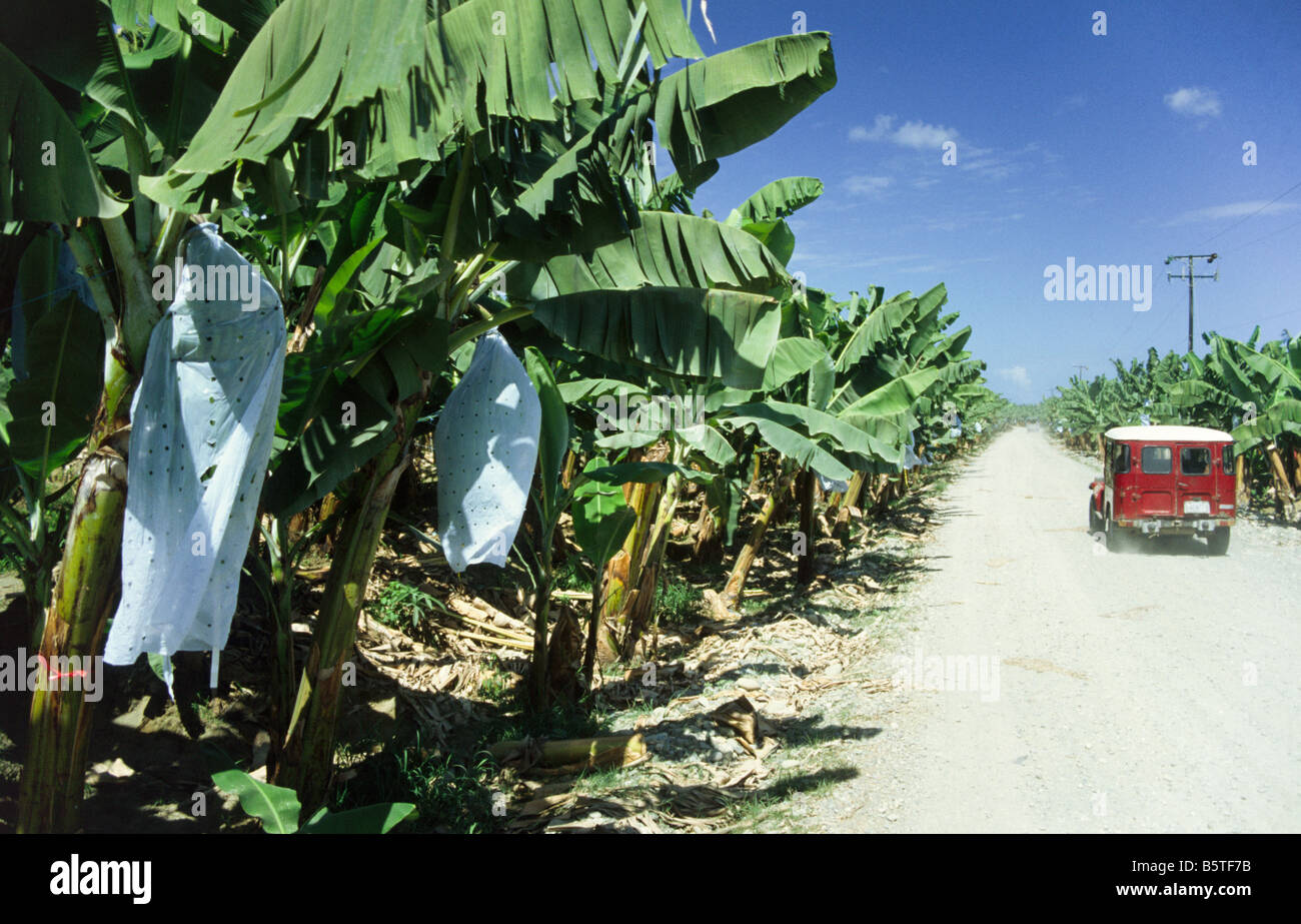 Banana plantation costa rica hi-res stock photography and images - Alamy