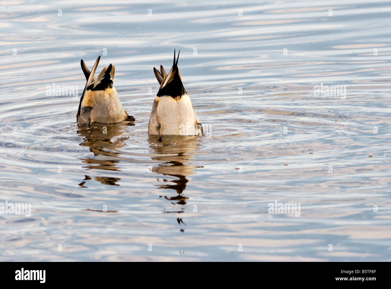 Duck tails hi-res stock photography and images - Alamy