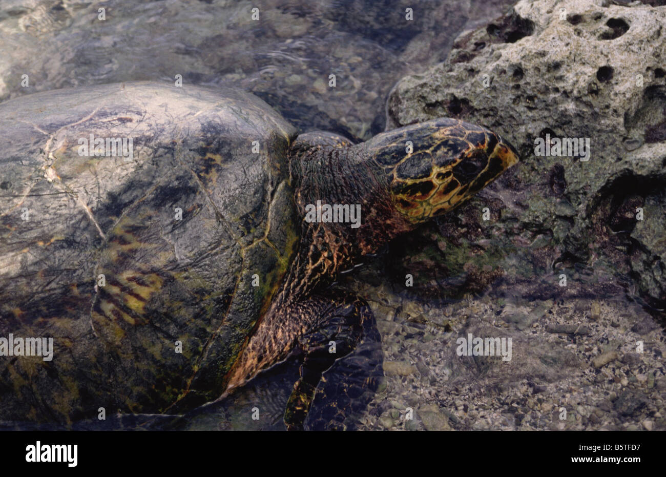 Leatherback turtle costa rica hi-res stock photography and images - Alamy