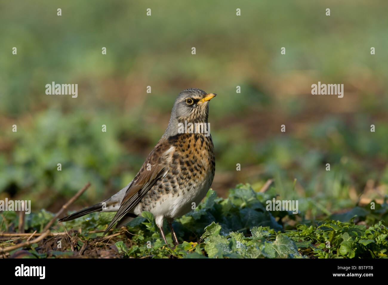 Single Fieldfare Turdus pilaris sitting in farmers field with crops ...