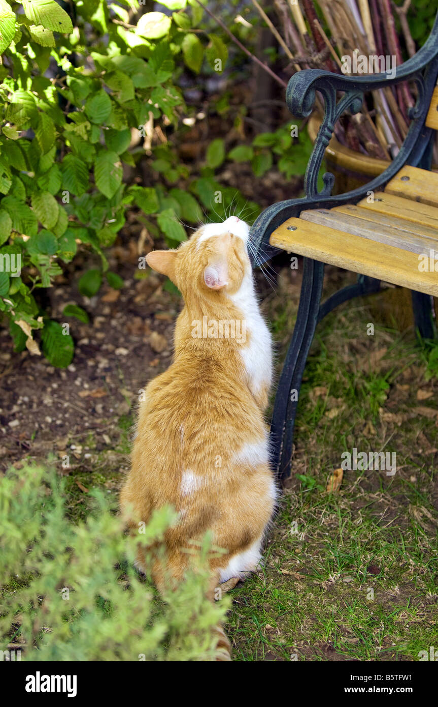 domestic cat on bench Stock Photo - Alamy