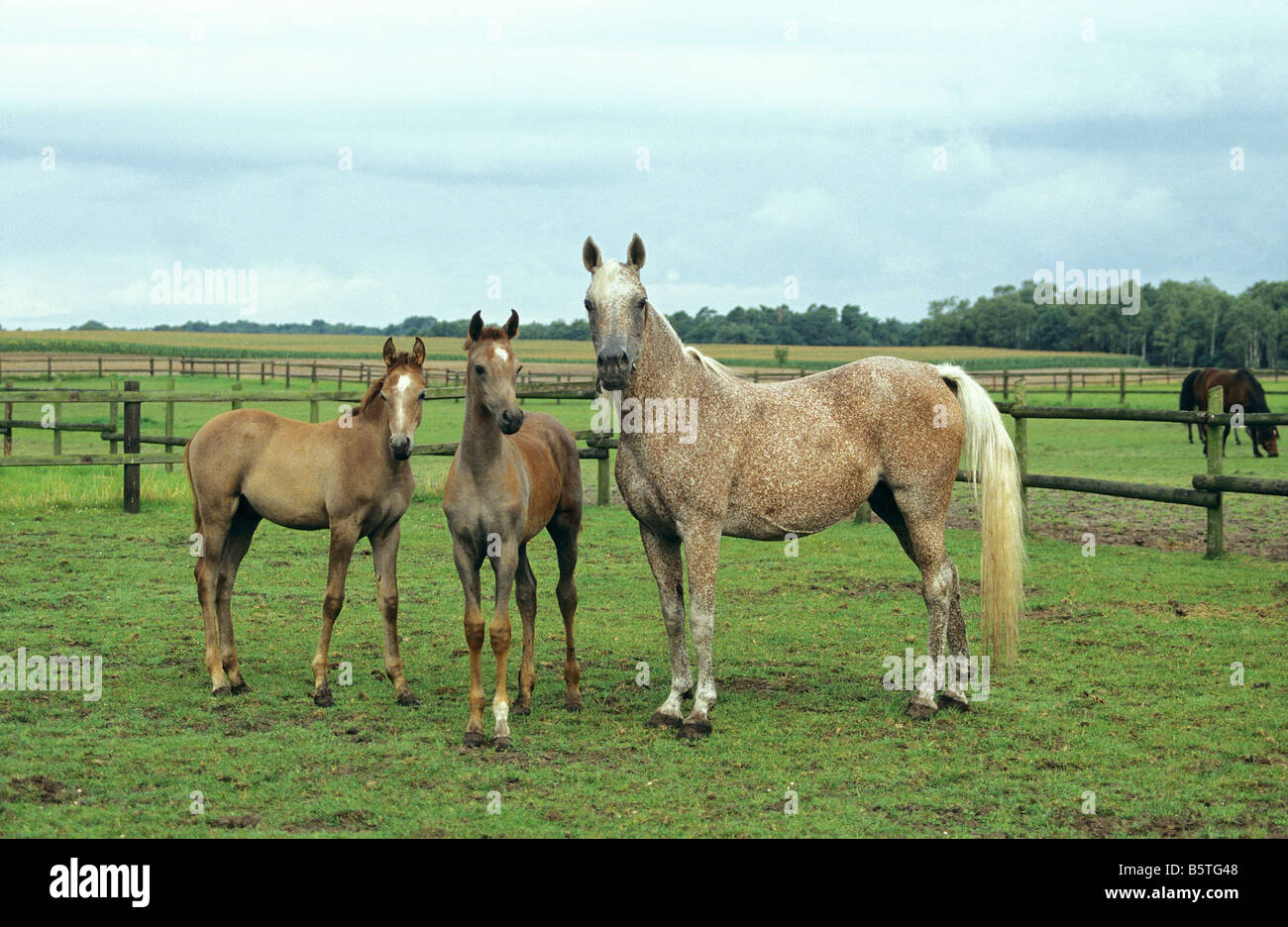 Asil Arabian High Resolution Stock Photography and Images - Alamy