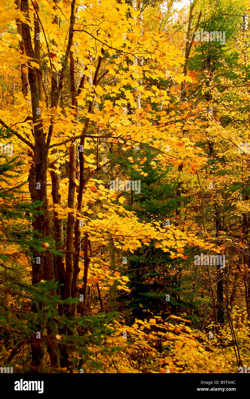 Colorful fall forest background with maple trees Stock Photo - Alamy