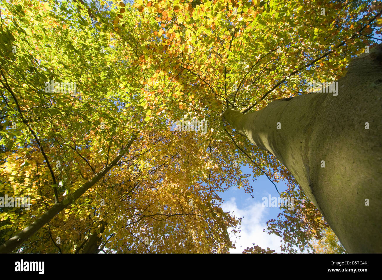 Looking upwards into autumnal beech tree Fagus sylvatica leafy canopy ...