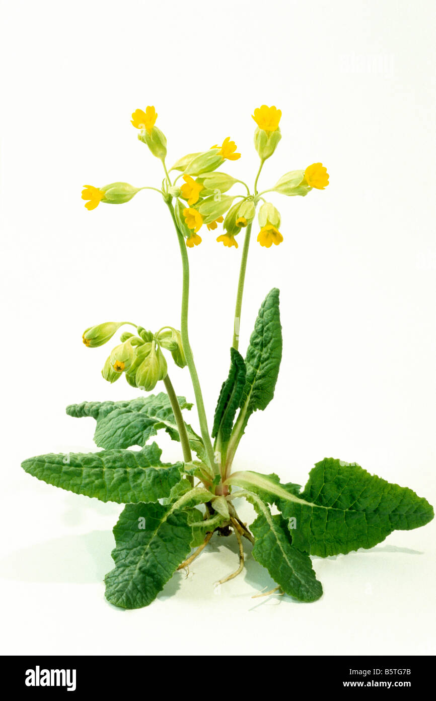 The cowslip hi-res stock photography and images - Alamy