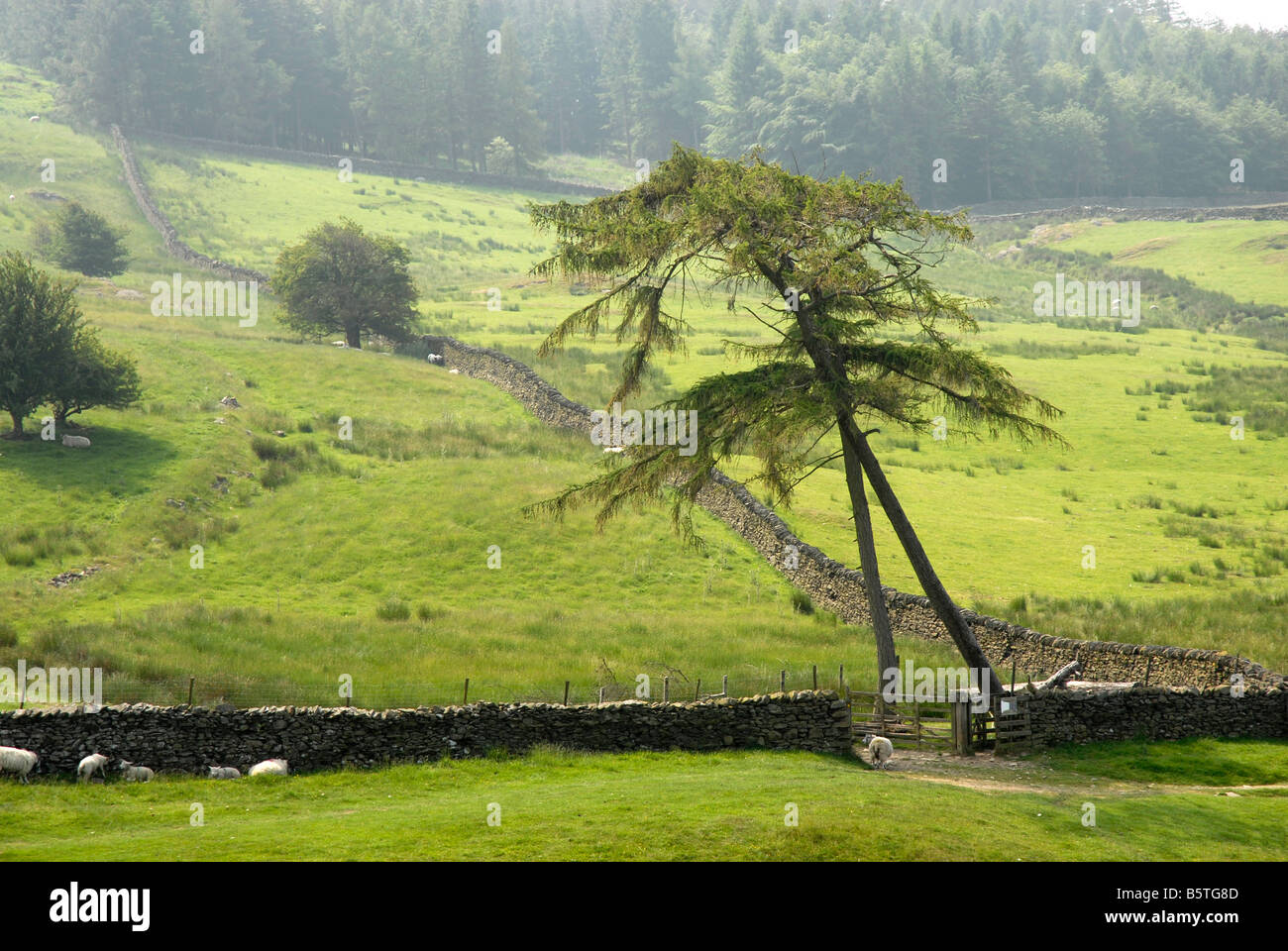 Leaning trees growing by wall in picturesque setting, English Lake ...