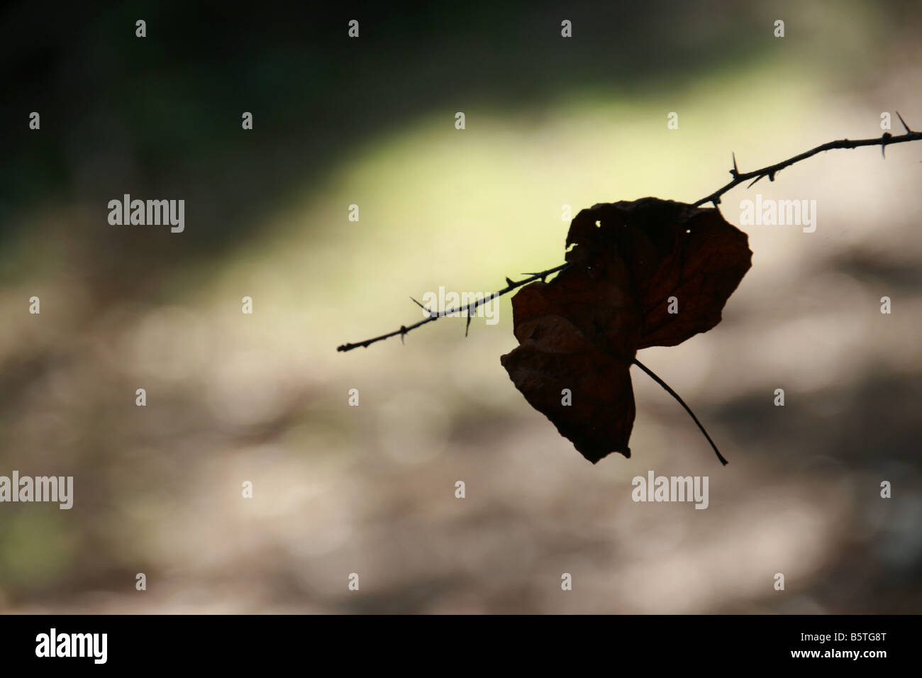 one brown leaf stuck on thorns on bare tree branch Stock Photo - Alamy