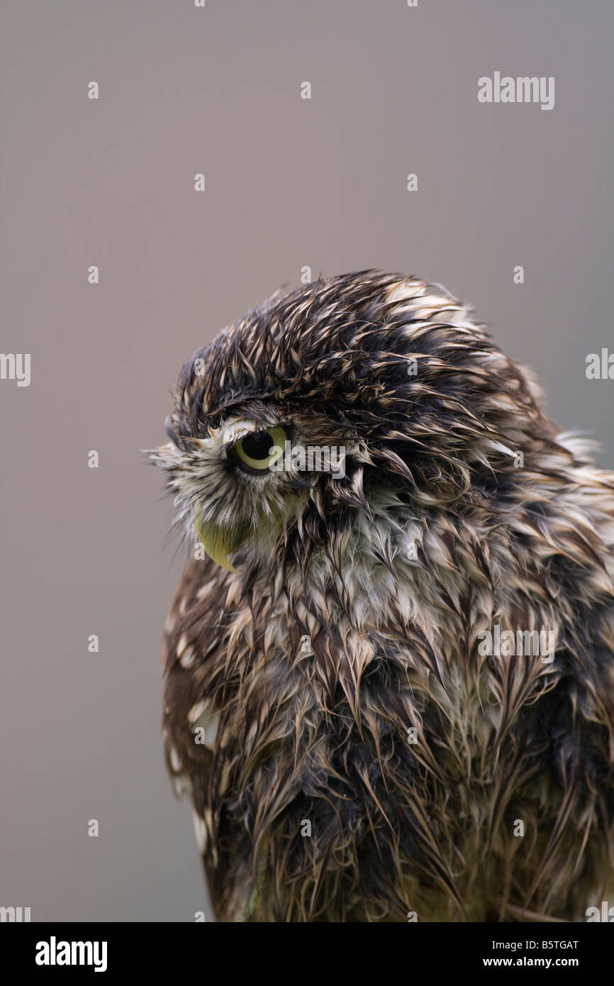 Owl of bath hi-res stock photography and images - Alamy