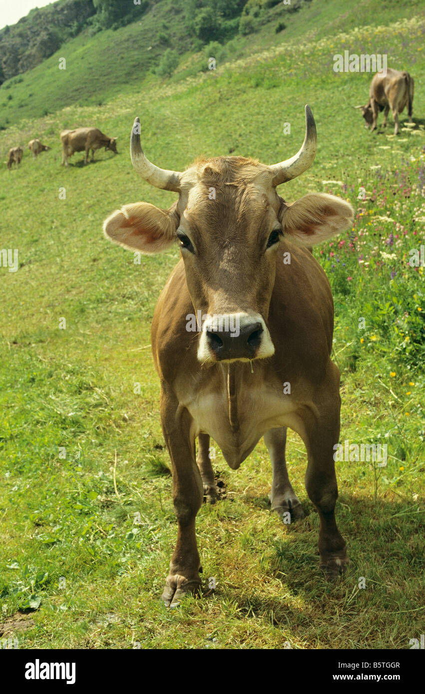 Cow on mountain meadow hi-res stock photography and images - Alamy