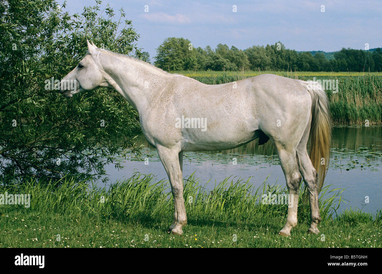 tersk horse - standing on meadow Stock Photo - Alamy