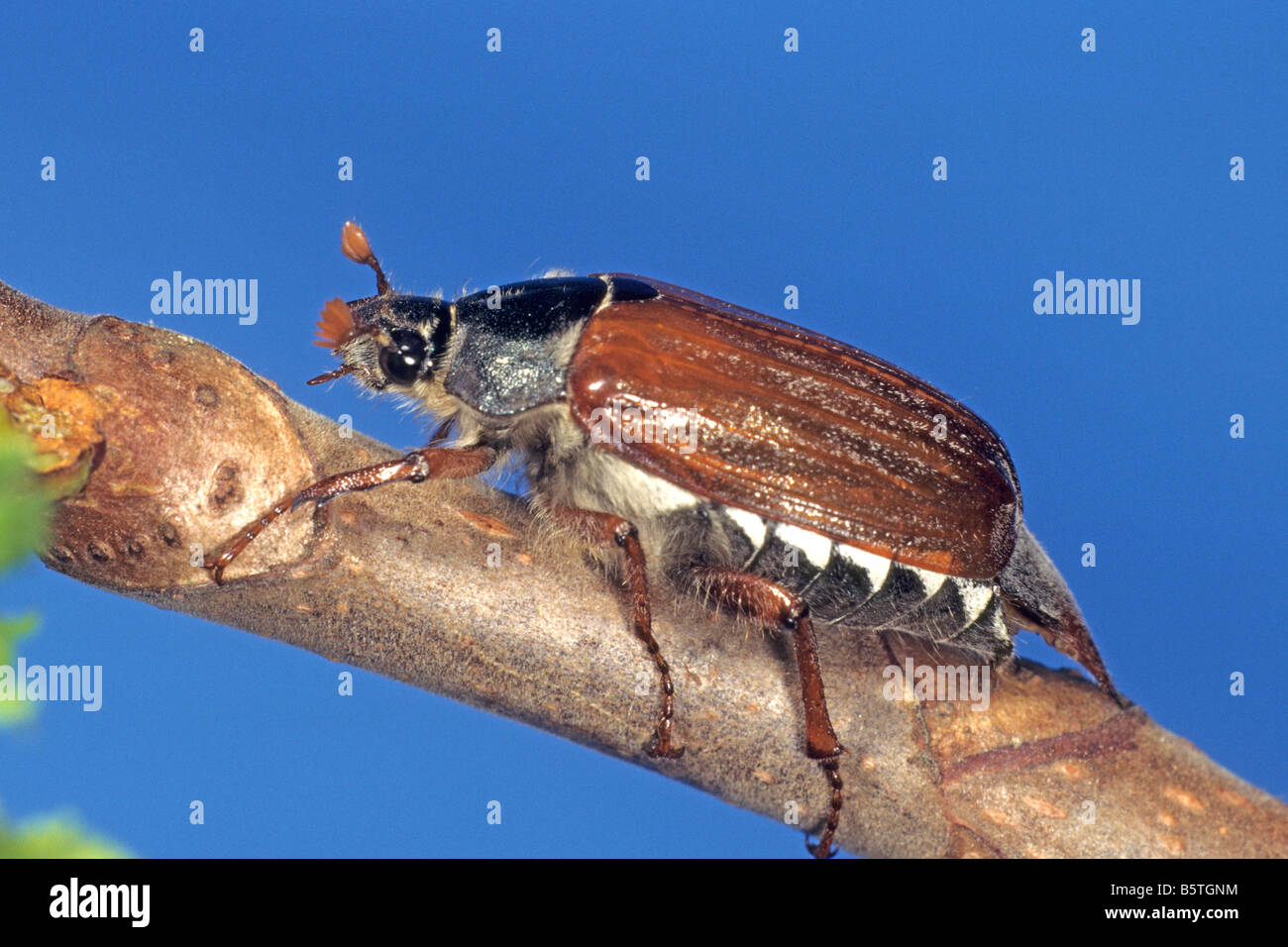 Common Cockchafer, Maybug (Melolontha melolontha), male on twig Stock ...