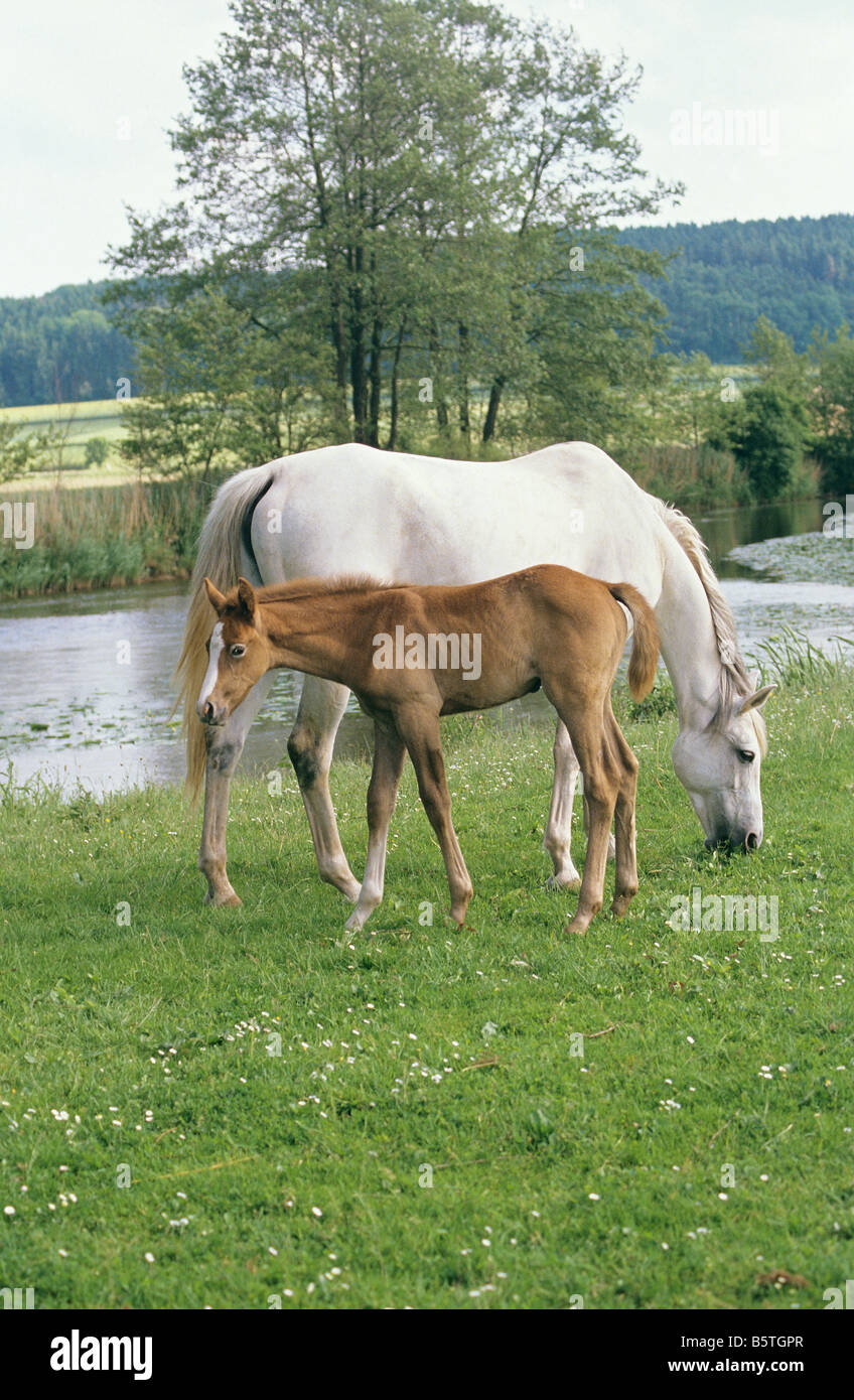 Tersk horse hi-res stock photography and images - Alamy